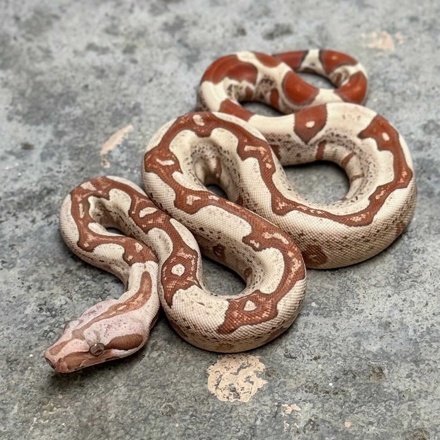 Male Pink Panther Boa – Forest Wonders Pets
